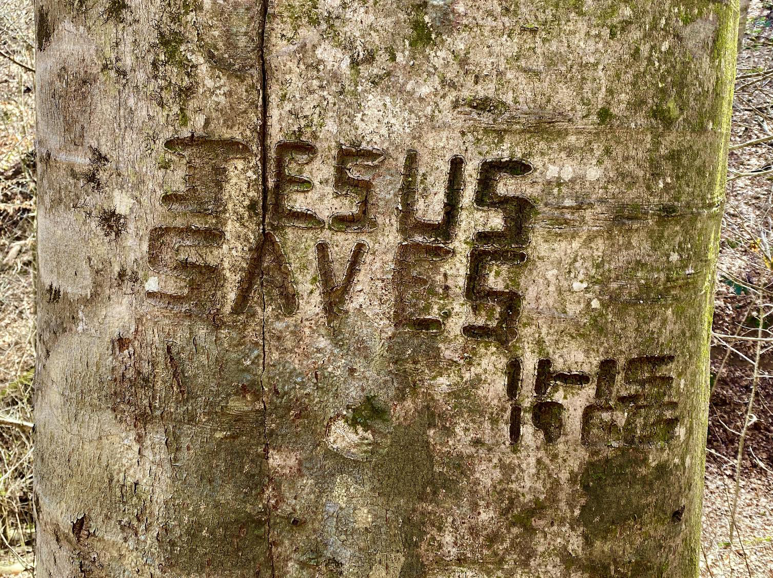 Steve Roark - Outdoors: The noble American beech - Middlesboro News ...